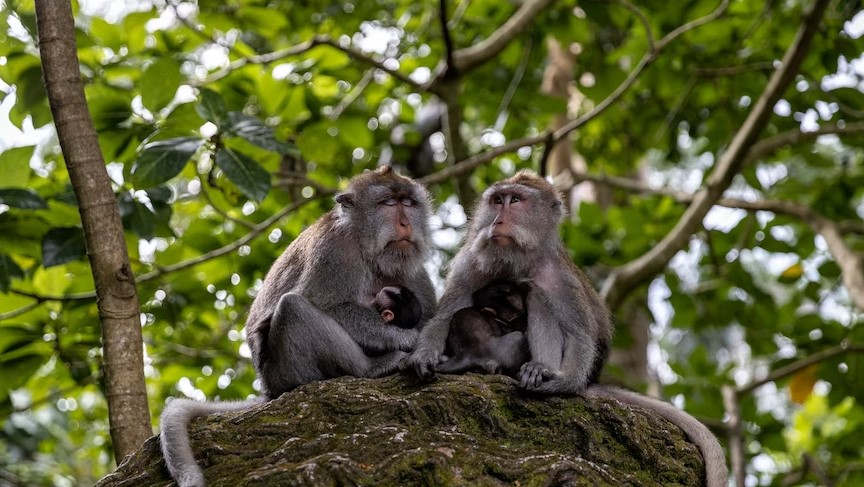 Mengenal Sacred Monkey Forest Sanctuary Gianyar Bali, Wisata Alam dan ...